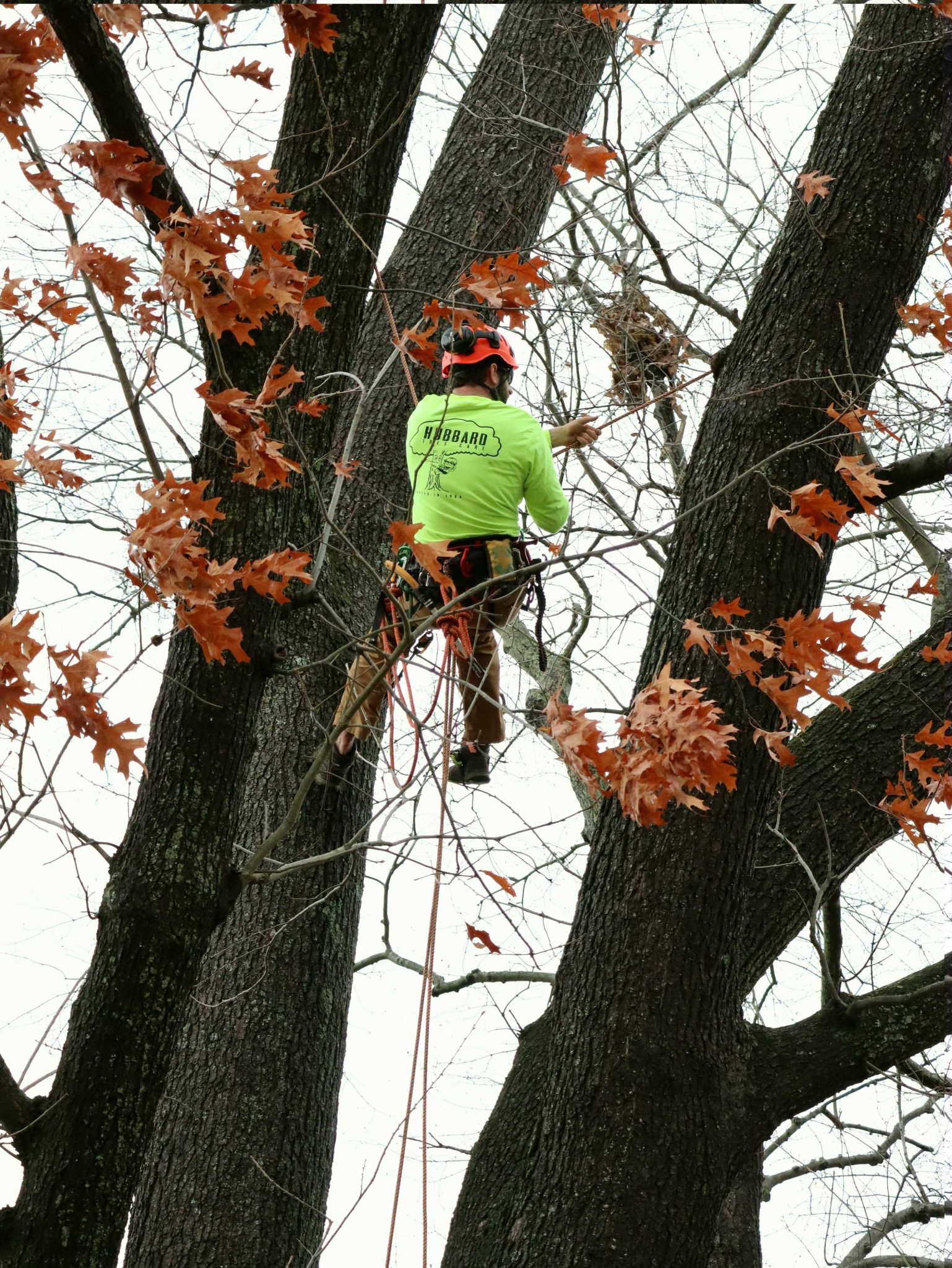 Reliable Tree Bracing & Cabling Services | Hubbard Tree Care